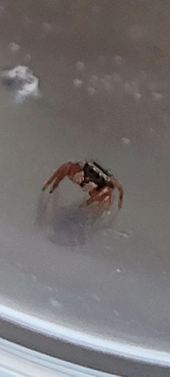Jumping Spider For by Mya's jumping spiderlings Shop
