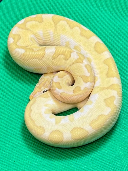 Banana Bamboo Calico Enchi Het Clown Ball Python by Slither Sity, 2nd ...