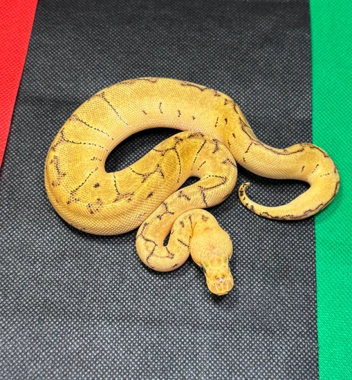 Lemon Blast Clown Ball Python by Slither Sity, 2nd to None Pets