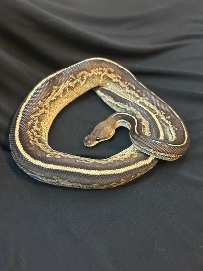 Cinnamon Leopard Spotnose Bongo Ball Python by Dng_Serpents