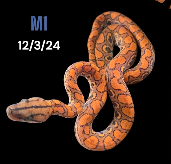 High Red BRB Brazilian Rainbow Boa by MyRainbowBalls