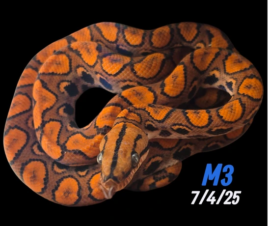 High Red BRB Brazilian Rainbow Boa by MyRainbowBalls