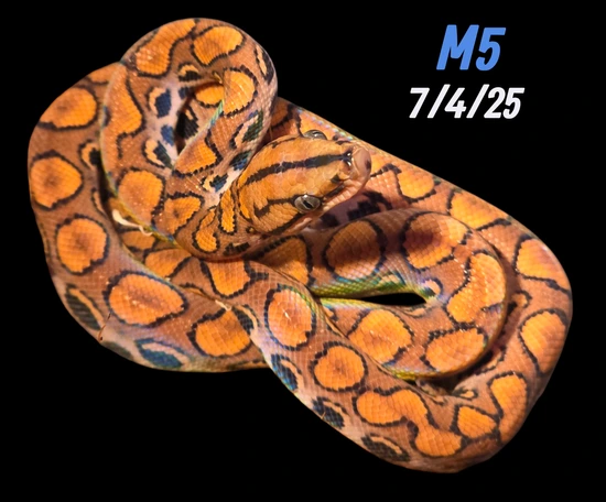 High Red BRB Brazilian Rainbow Boa by MyRainbowBalls