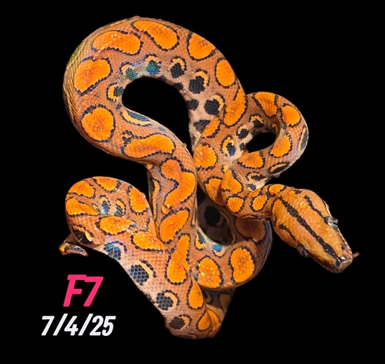 High Red BRB Brazilian Rainbow Boa by MyRainbowBalls