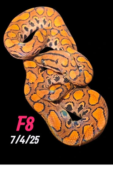 High Red BRB Brazilian Rainbow Boa by MyRainbowBalls