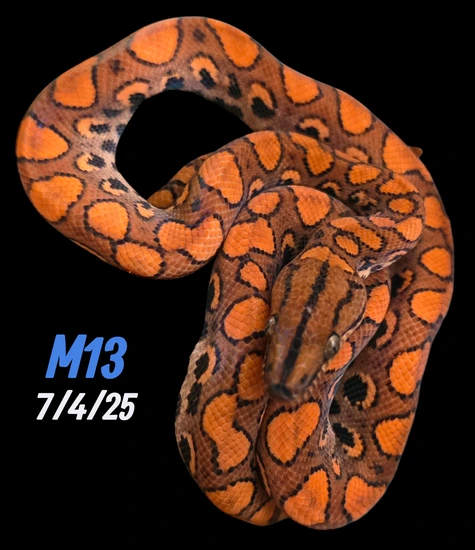 High Red BRB Brazilian Rainbow Boa by MyRainbowBalls