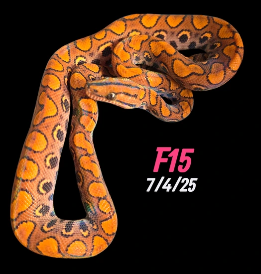 High Red BRB Brazilian Rainbow Boa by MyRainbowBalls