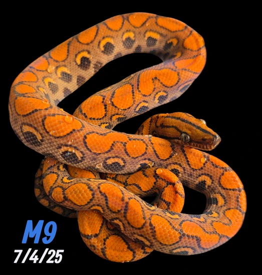 High Red BRB Brazilian Rainbow Boa by MyRainbowBalls