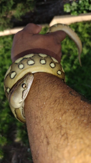 Marble SunTiger Reticulated Python by 303 Mad Morphs