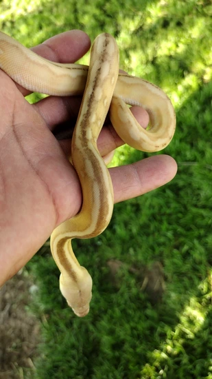 Dwarf Tiger Platnium Sunfire Poss Marble Phantom Reticulated Python by ...