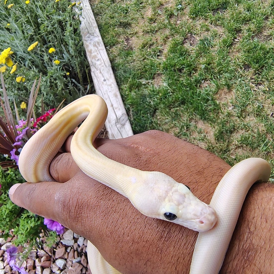 Ultra Ivory Sunfire Reticulated Python by 303 Mad Morphs