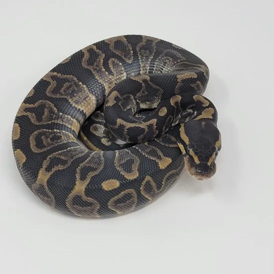 GHI, Leopard, 50% Het Ghost Ball Python by SSVReptiles