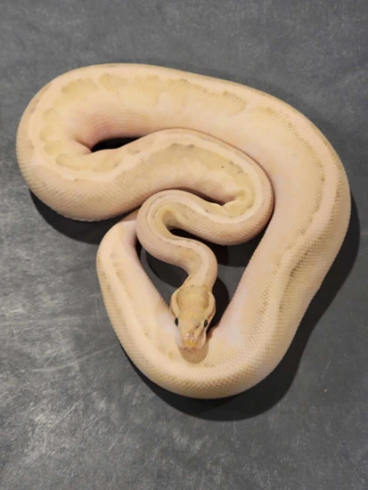 Disco, Fire, (Pos OD/YB) Ball Python by SSVReptiles