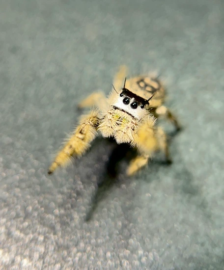 Adult Female Otiosus Jumping Spider by Mystical Arachnids