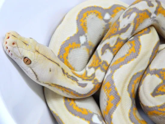 Renick Ghost "Holdback" Reticulated Python by Mystic Reptiles, LLC