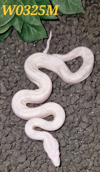 2025 Sharp Snow Glow Poss Super Snow Glow Boa Constrictor by CSJ Boa's