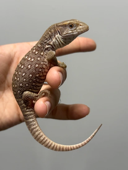 Tame Baby Savannah Monitor by The Lizard Wizard