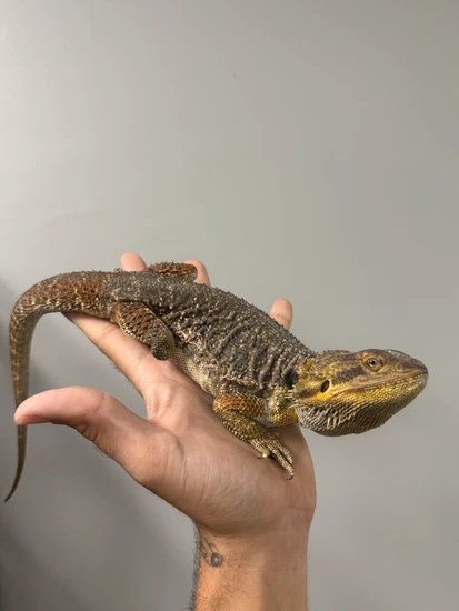 Bearded Dragon (Nub Foot) Central Bearded Dragon by The Lizard Wizard