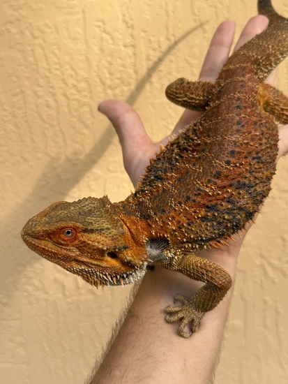 Adult Male Bearded Dragon (Nub Feet) Central Bearded Dragon by The ...