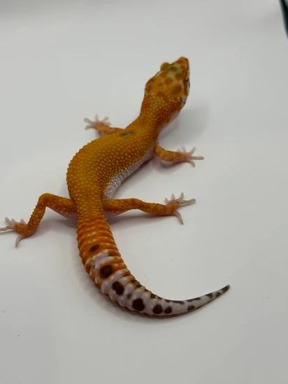 Atomic Sunglow Tremper Het Eclipse Leopard Gecko by Up North Geckos