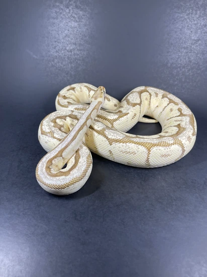 Mojave Pastel Fire Ball Python by Naga Den Reptiles