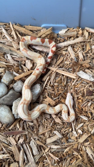Purple Sharp Albino Boa Constrictor by Nate G. Colubrids & More
