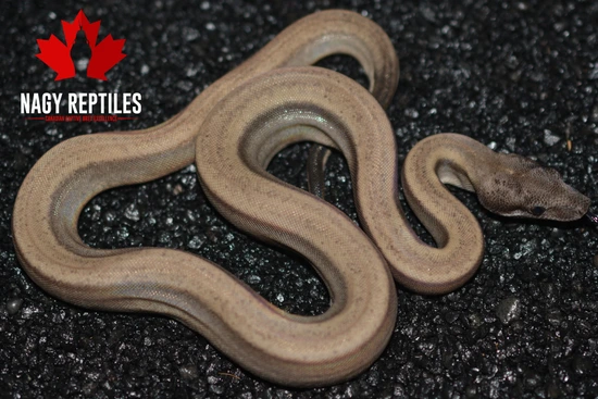 Chocolate Smush Boa Constrictor by Nagy Reptiles
