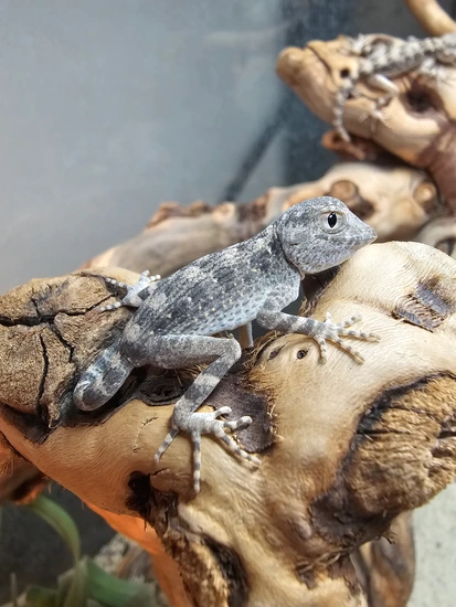 Scorpion Tailed Gecko (Pristurus Carteri) Juvenile Female - Racecar ...