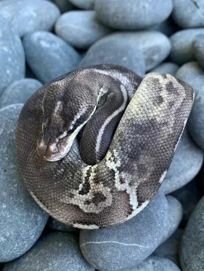 Shatter Ghi Pastel Cinnamon Leapord Ball Python by Pacmann's Reptiles