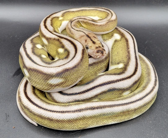 super tiger python