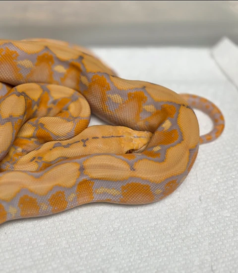 Lavender Albino Reticulated Python by Warborn Serpents