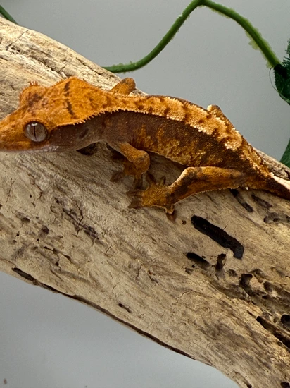 Extreme Harlie Crested Gecko by Gemini Geckos and More