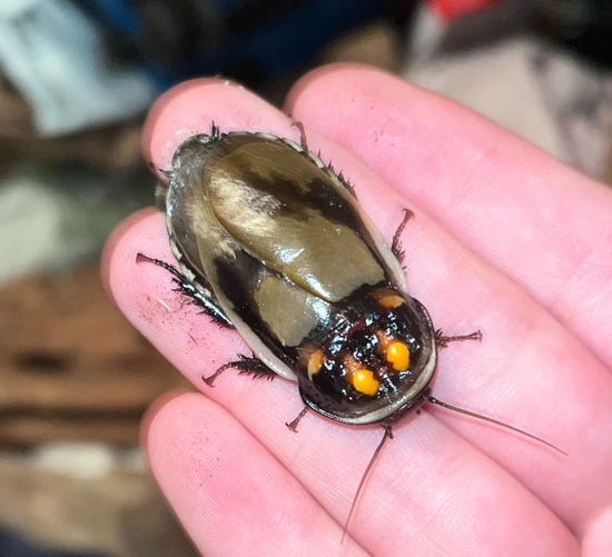 Ivory/ Orange Head / Warty Glowspot Cockroach by Nature Nate Geckos