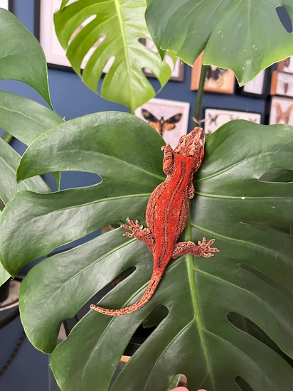 Insanely High Red Female Gargoyle Gargoyle Gecko by Nature Nate Geckos