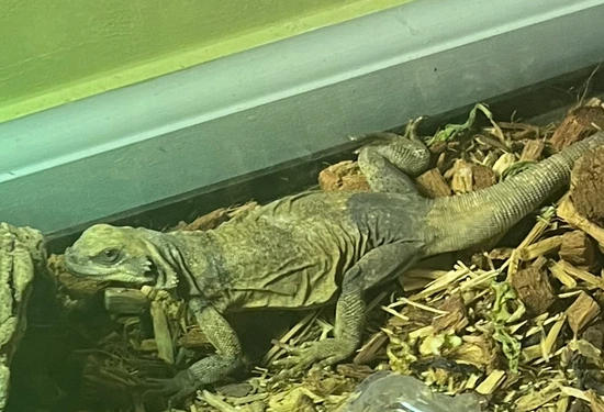 Cbb Red Back Chuckwalla Female More Lizard by Nature Nate Geckos