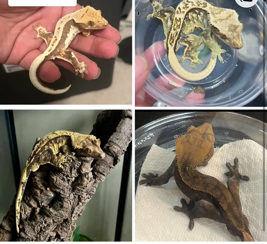 High End 4 Pack Crested Gecko by Nature Nate Geckos