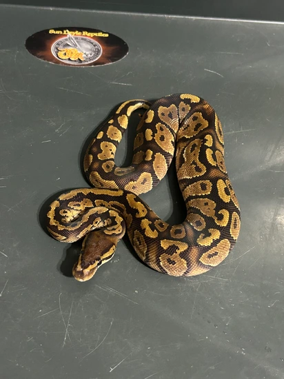 Paint Ball Python by SunDeyle Reptiles