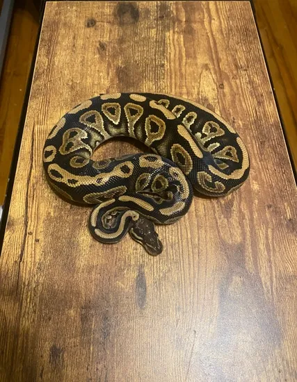 Black Pastel Het Hypo Poss Pied Ball Python by Amazeballs Reptiles