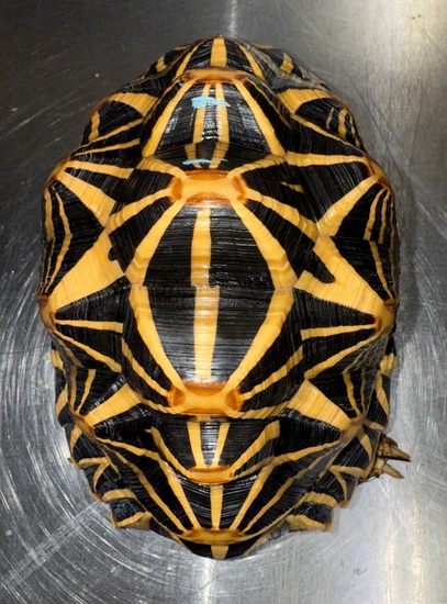 Sri Lankan Star Female 5yrs Old Star Tortoise by NavyBlu Tortoises