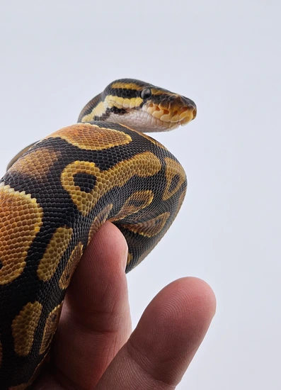 Orange Dream Mahogany Het Pied Het Candy/Albino Ball Python by Royal ...