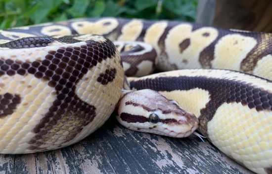 Pastel Vanilla Yellow Belly Ball Python by Painted Lady Balls