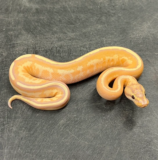 Banana OD Super Stripe Ball Python by NBK Reptiles