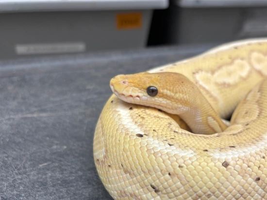 Banana OD Cinnamon Bongo Ball Python by NBK Reptiles