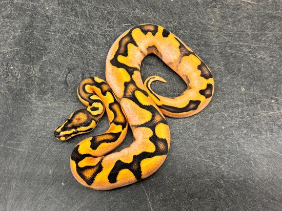 SOD Fire Calico Pos Scrambler Ball Python by NBK Reptiles
