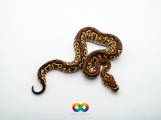 Hurricane YB Redstripe Clown Ball Python by Conduit Constrictors