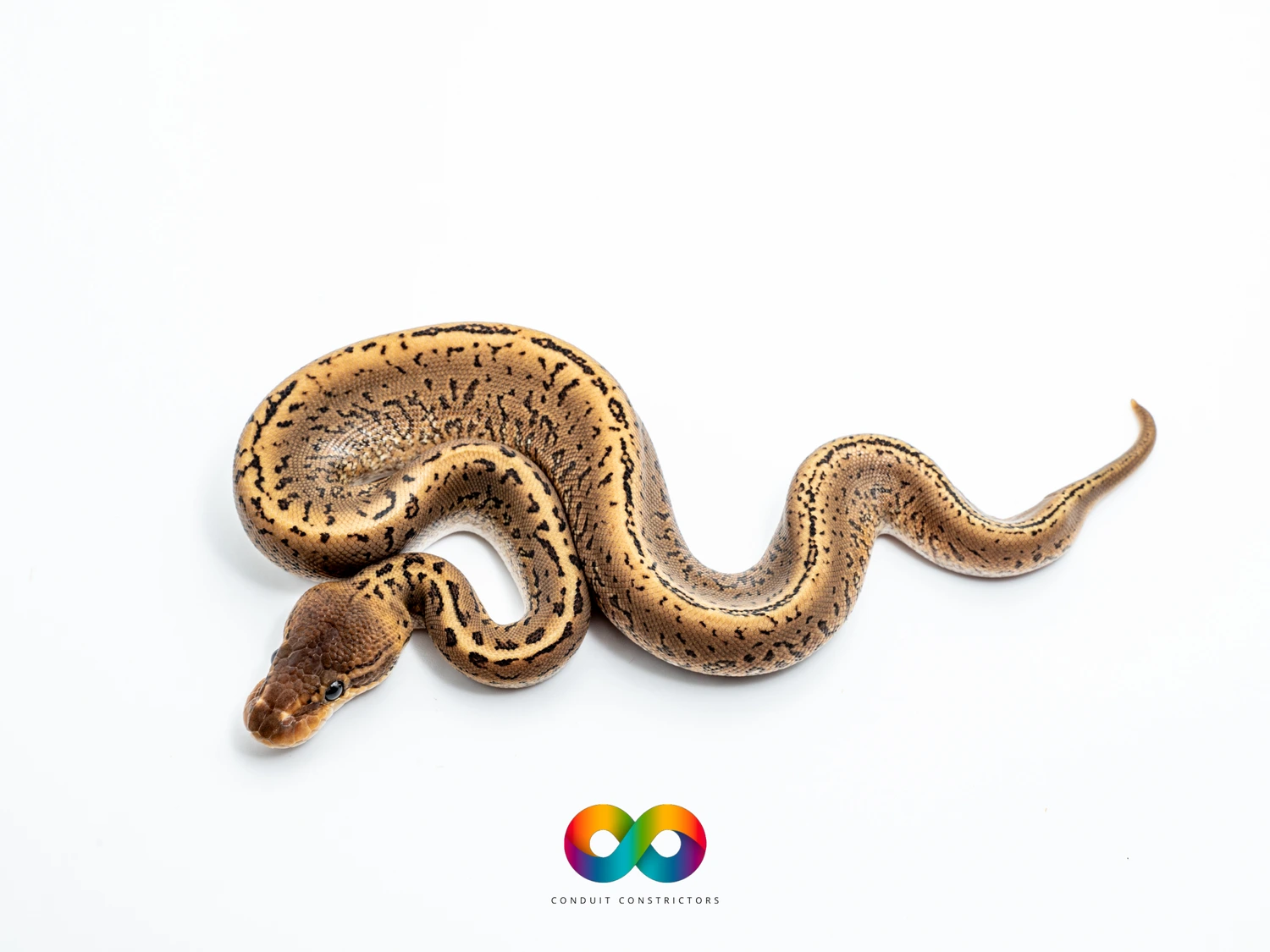 Conduit Constrictors's Collection - MorphMarket