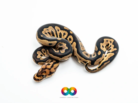 Leopard Confusion Clown Ball Python by Conduit Constrictors