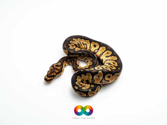 Clown Het Monsoon Ball Python by Conduit Constrictors