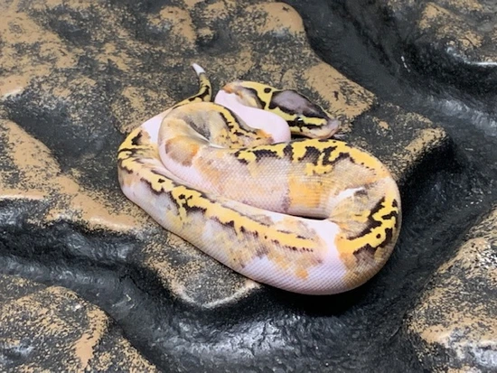 Killer Pied Ball Python by Carolina Reptiles