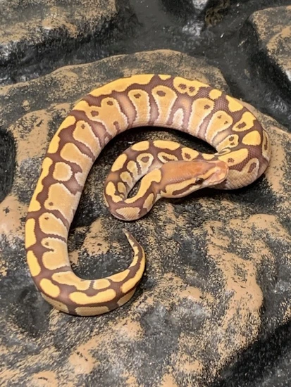 Caramel Albino Pos Het Pied Ball Python by Carolina Reptiles